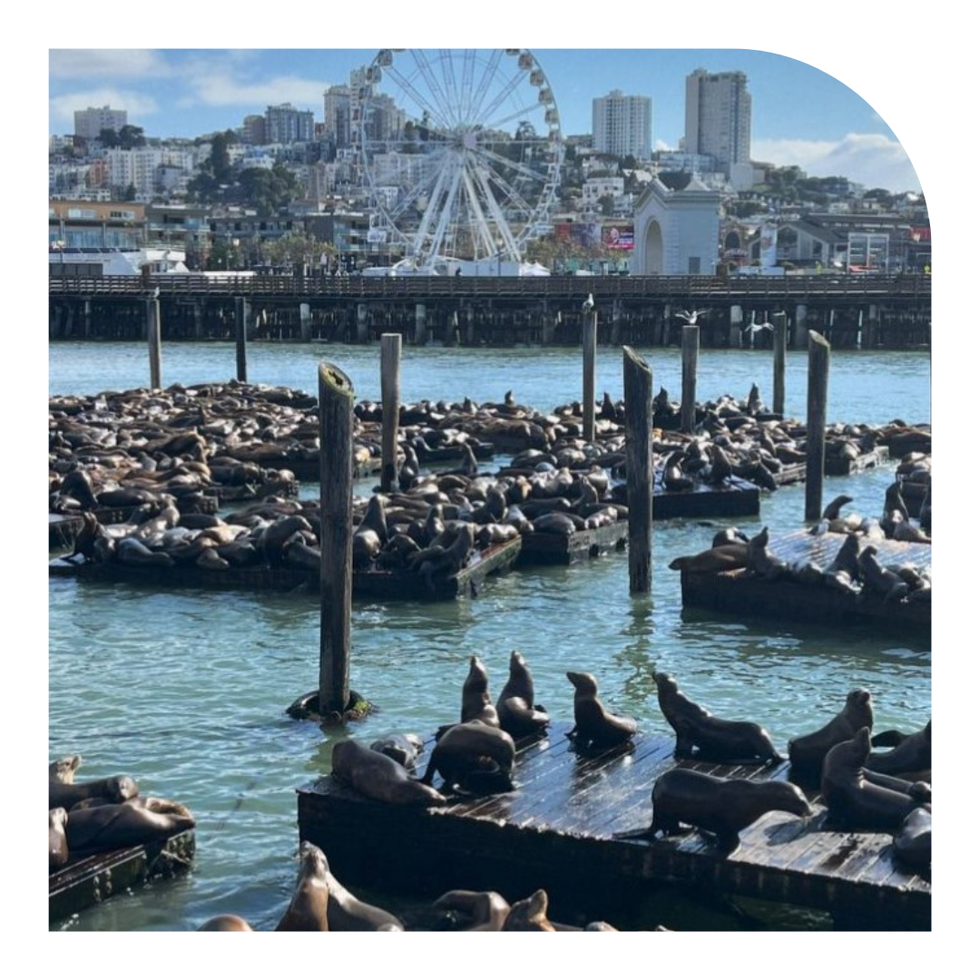Pier 39 San Francisco Pier 39's Sea Lion Count Reaches Record High